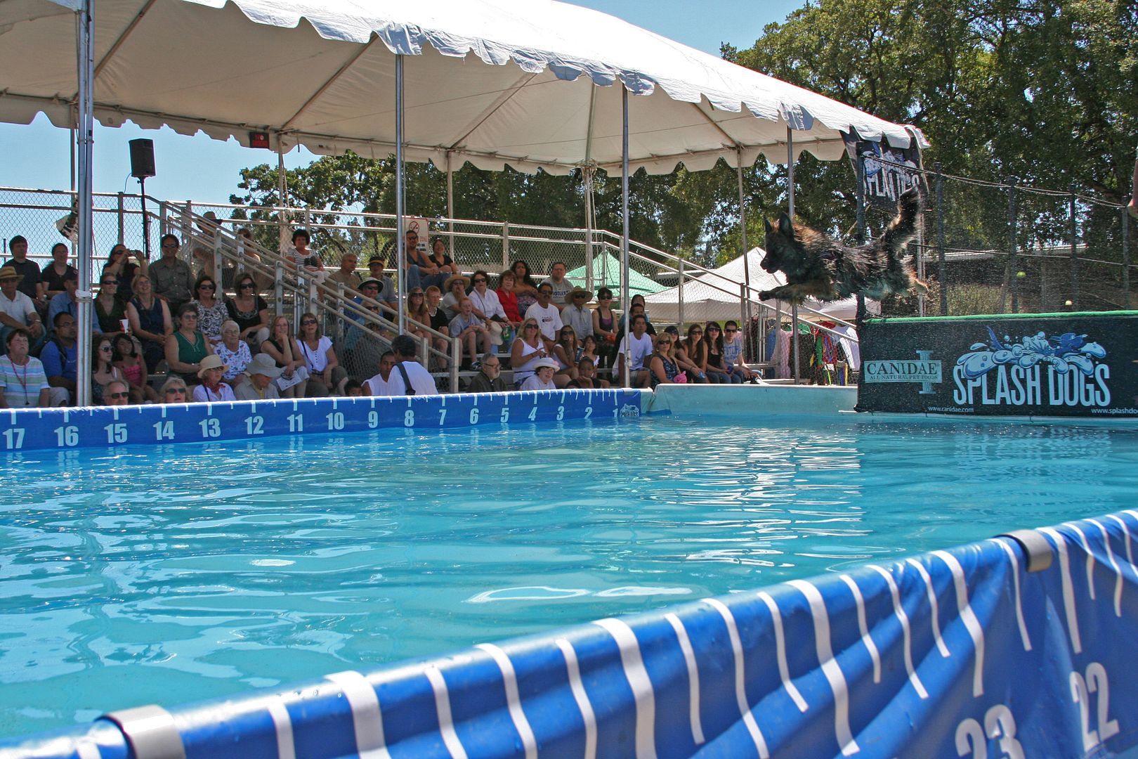 Halo's Splash Dogs dock diving debut-pics & video | Page 2 | German ...