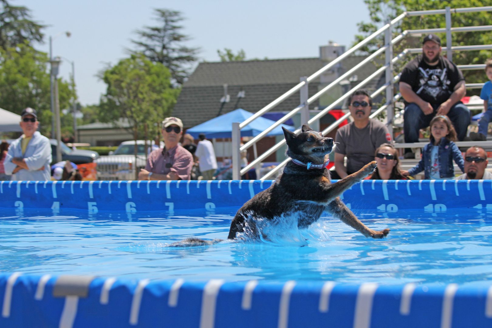 Splash Dogs dock diving pics! | German Shepherds Forum