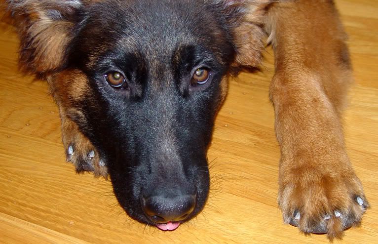 Show me how short you keep your GSD's nails | German Shepherds Forum