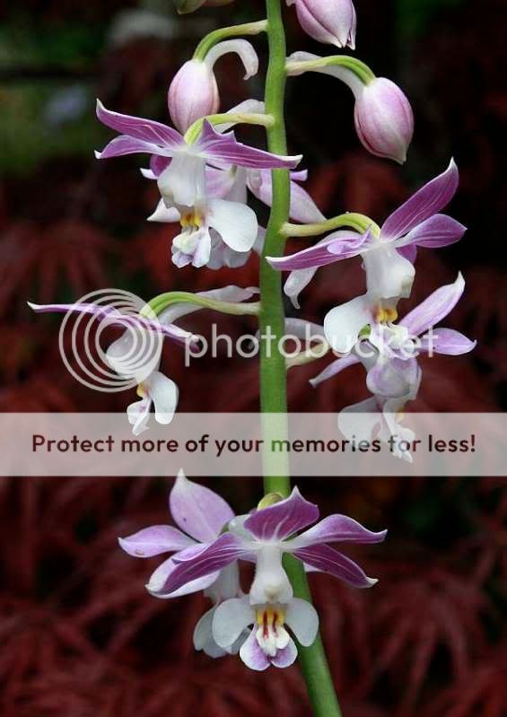 More Calanthe, but these are mine | Slippertalk Orchid Forum