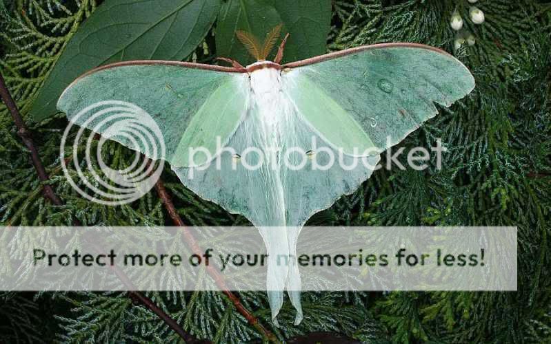 Japanese Luna Moth | Slippertalk Orchid Forum