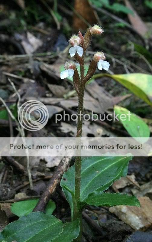 Calanthe reflexa, the summer flowering ebine | Slippertalk Orchid Forum