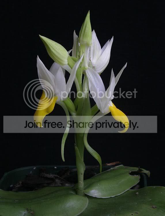 Pecteilis sagarikii | Slippertalk Orchid Forum