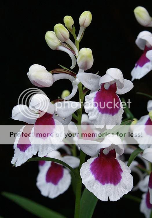Ponerorchis graminifolia | Slippertalk Orchid Forum