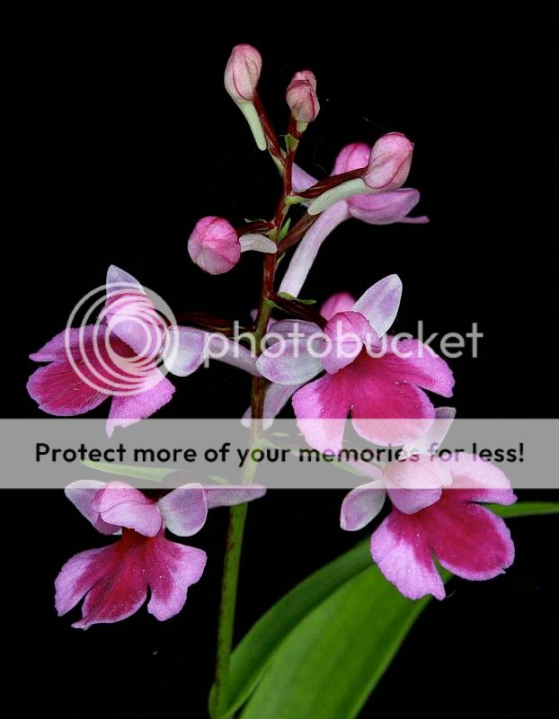 Ponerorchis graminifolia | Slippertalk Orchid Forum