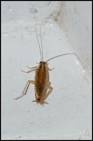 50 More Urban Species, #1: German Cockroach: urbpan — LiveJournal