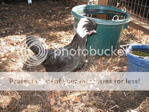 silkies and top hats | BackYard Chickens - Learn How to Raise Chickens
