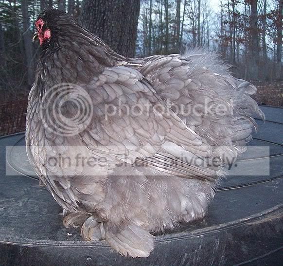 Lavender, splash and light blue or white... | BackYard Chickens - Learn ...
