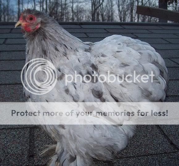 Lavender, splash and light blue or white... | BackYard Chickens - Learn ...