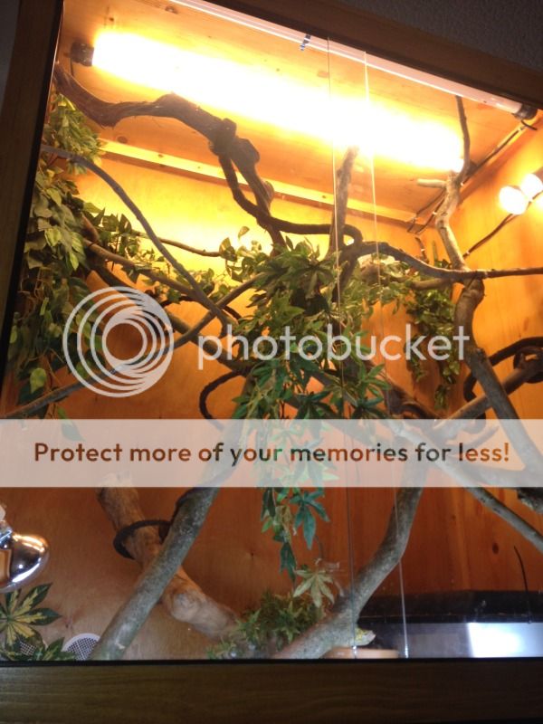 New 7ft x 3ft Custom Viv | Reptile Forums