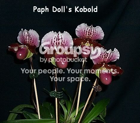 Paph Doll's Kobold | Slippertalk Orchid Forum