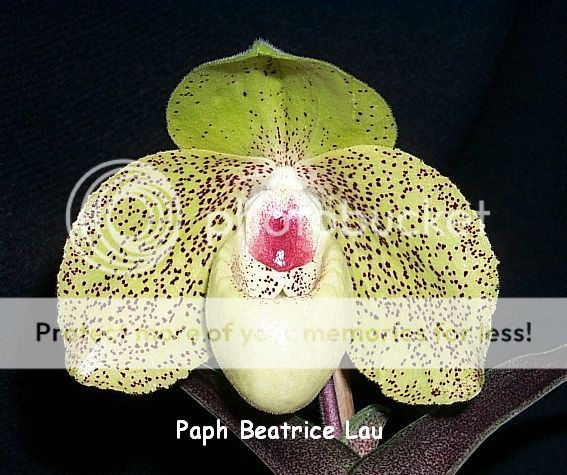 Paph Beatrice Lau | Slippertalk Orchid Forum