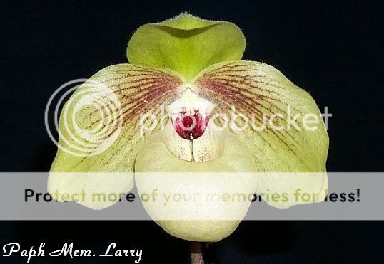 Paph Mem Larry Heuer | Slippertalk Orchid Forum