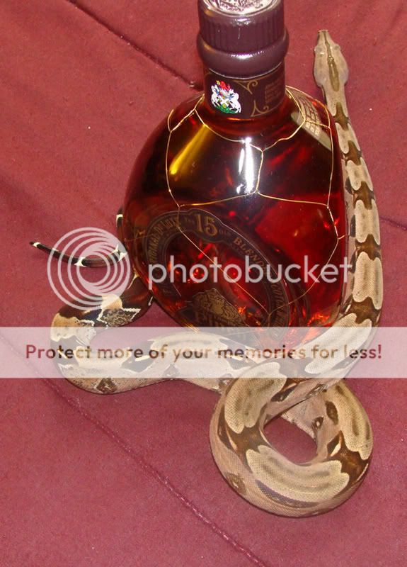 The Dimple Pinch - RedTailBoas Ultimate Reptile Community