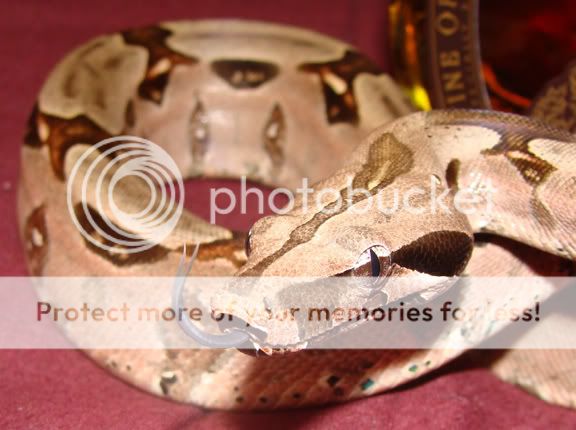 The Dimple Pinch - RedTailBoas Ultimate Reptile Community