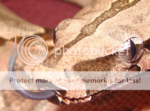 The Dimple Pinch - RedTailBoas Ultimate Reptile Community