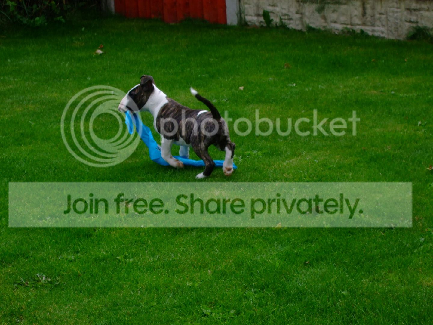 Bull Breed & Molosser Dog Thread | Page 3 | Reptile Forums