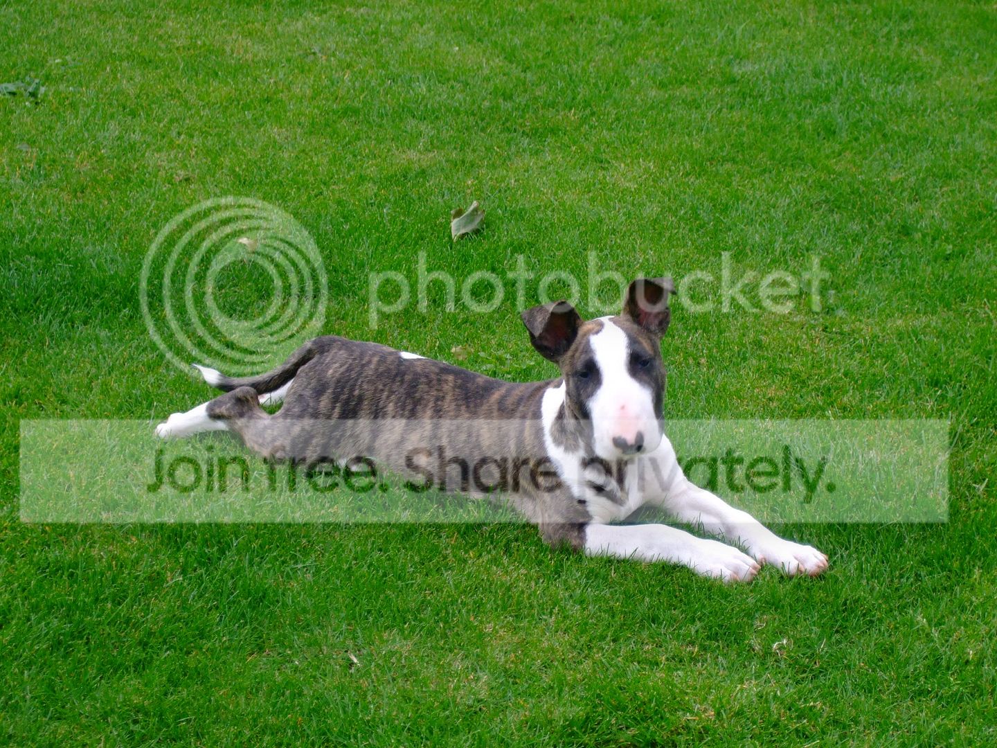 Bull Breed & Molosser Dog Thread | Page 3 | Reptile Forums