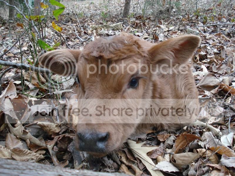 cow born without tail and anus need help | CattleToday.com - Cattle ...