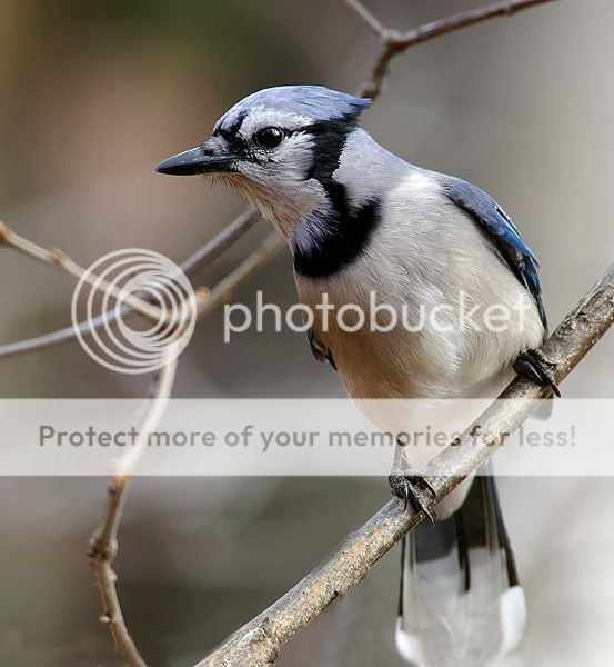 Backyard Birds - PentaxForums.com
