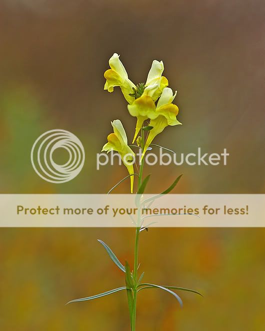 Wildflower... - PentaxForums.com