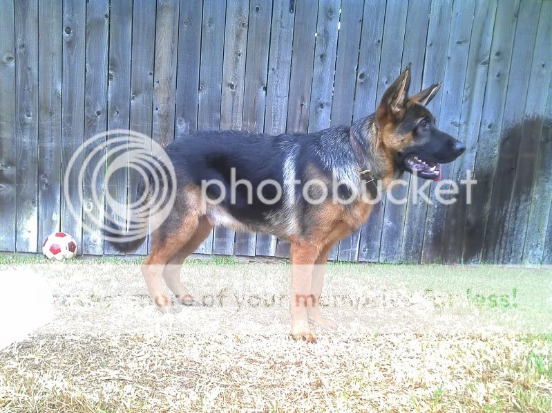 Roach Back | German Shepherds Forum