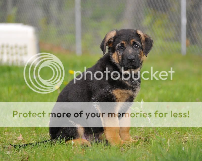 Snouts | German Shepherds Forum