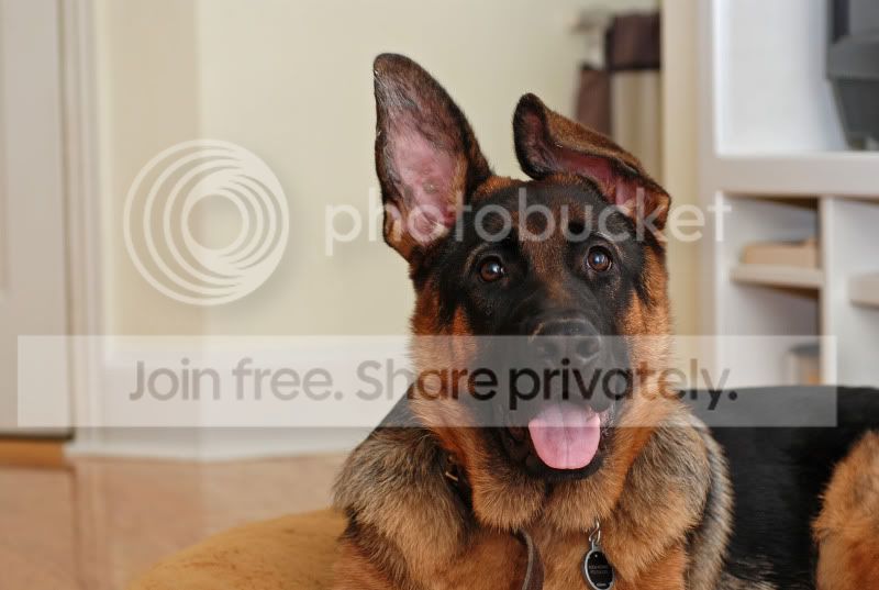 Snouts | German Shepherds Forum