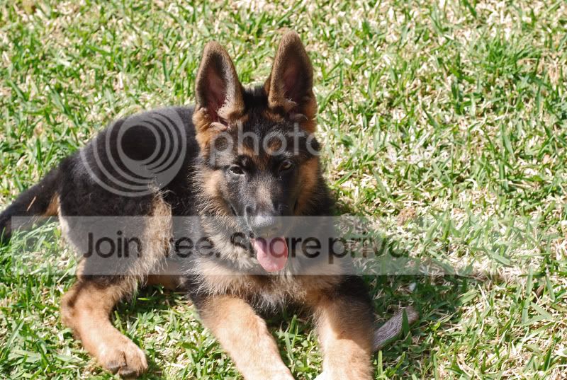 Show me those GIGANTIC ears! | Page 3 | German Shepherds Forum