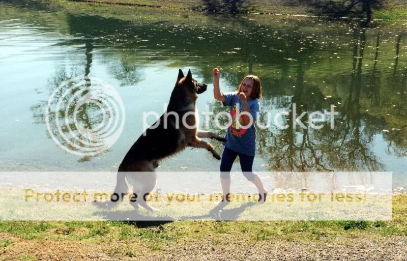 The largest PB GSD you saw | German Shepherds Forum