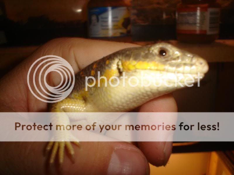 New animals | MonsterFishKeepers.com