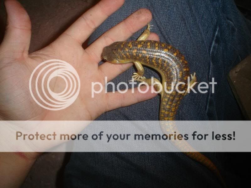 New animals | MonsterFishKeepers.com