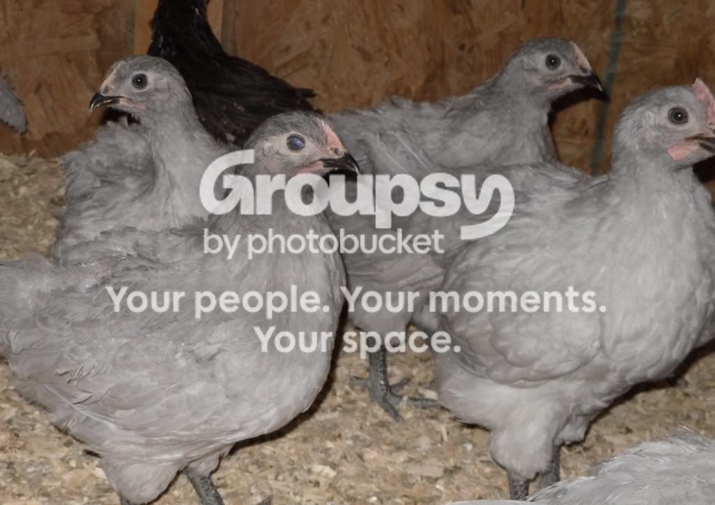 Lavender & Lemon/Buff Mottled Orpington chick PICs | BackYard Chickens ...
