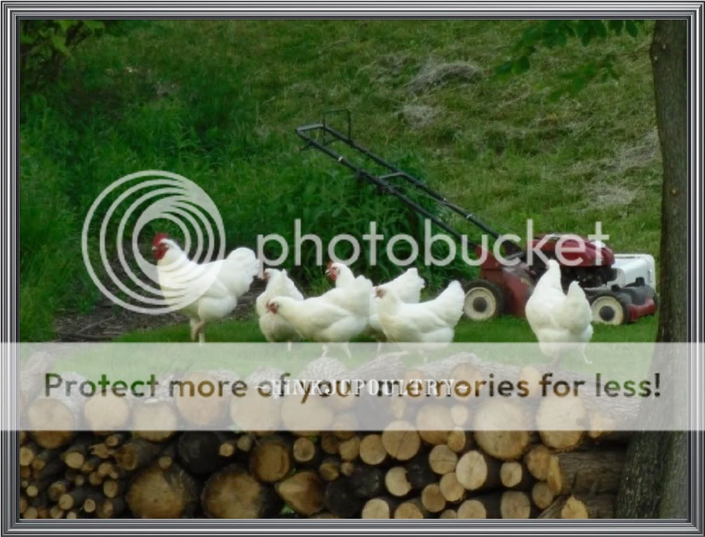 Post Pics Of Orps/ Orpingtons HERE | Page 70 | BackYard Chickens ...