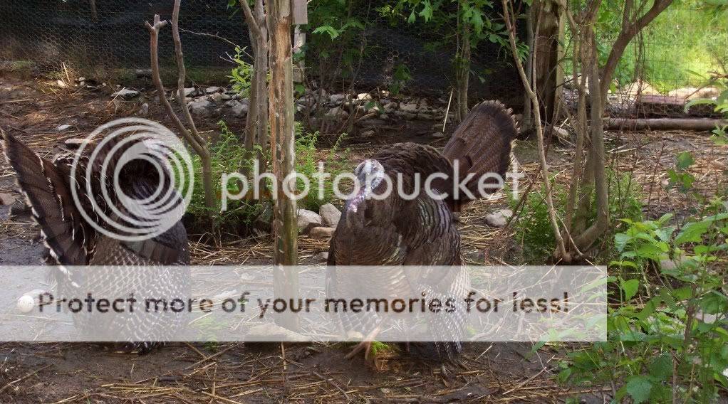 WET Mature hens doing the strut :) | BackYard Chickens - Learn How to ...