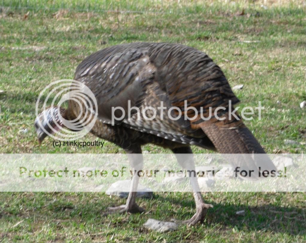 Real Wild Eastern Turkeys **pic heavy** | BackYard Chickens - Learn How ...