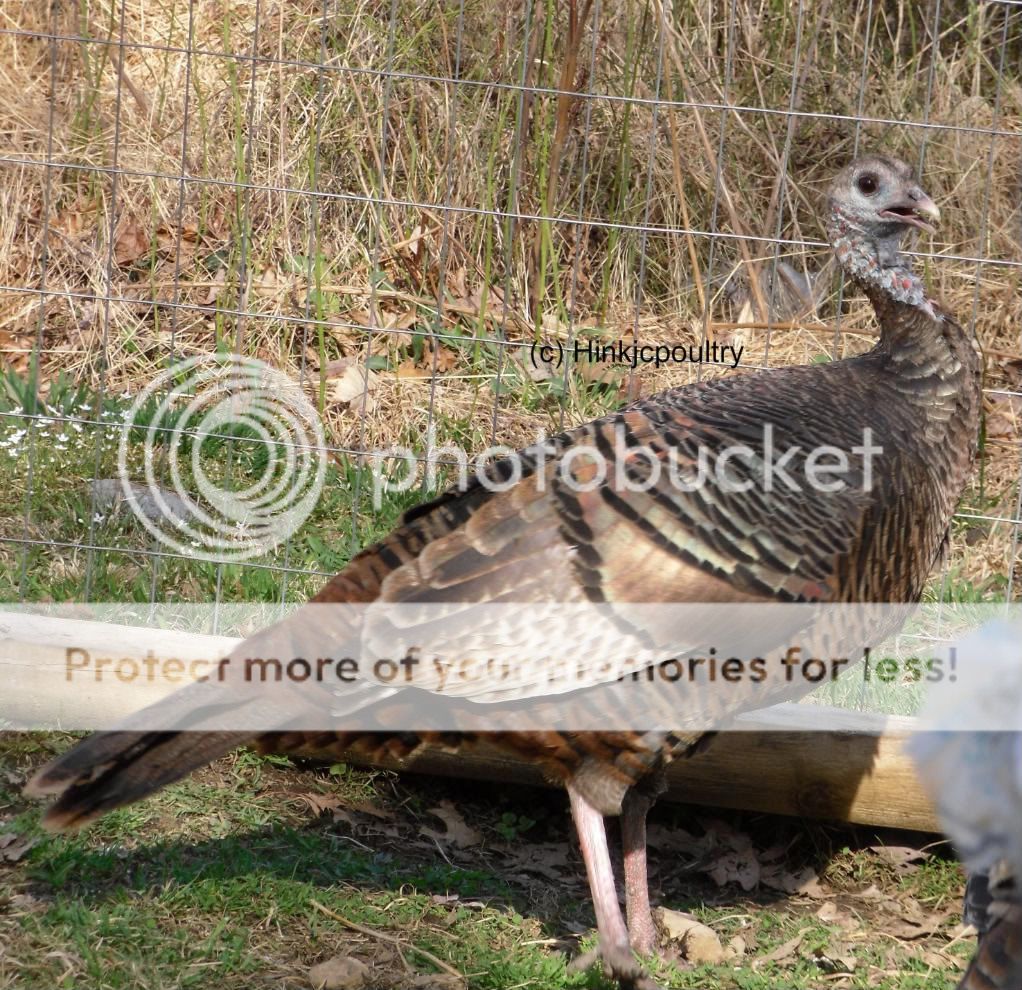 Eastern Turkey Identification at Robyn Huff blog