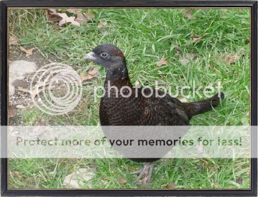 Melanistic and Mutant pheasants.. Pic heavy | BackYard Chickens - Learn ...