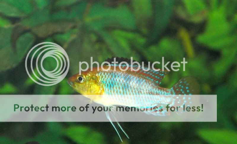 Egyptian Mouthbrooder - Pseudocrenilabrus Nicholsi Cichlid | Fish Forum