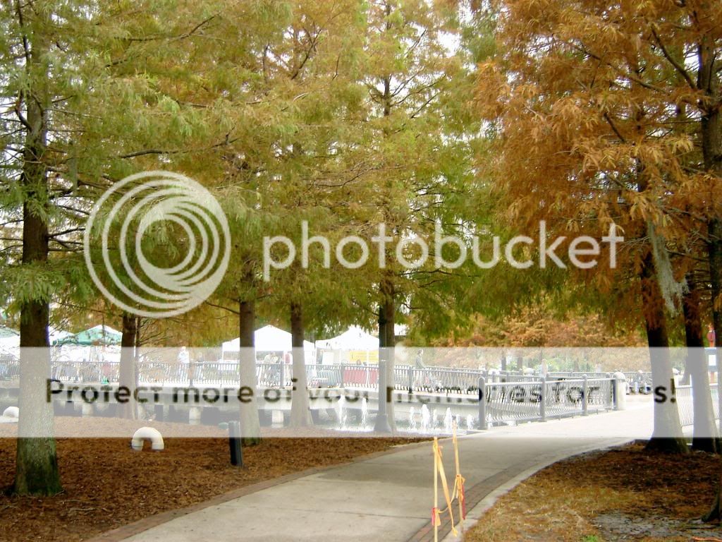 Beautiful Fall Foliage Pics ... in Florida?!?! | SkyscraperCity Forum