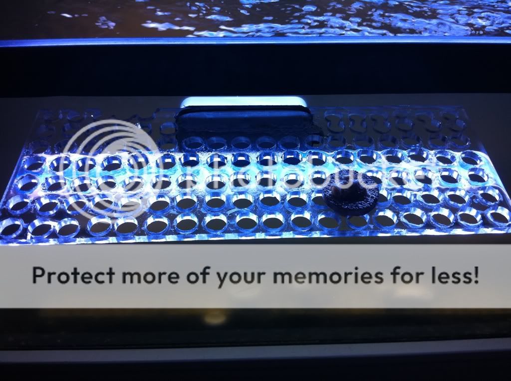 Lets Build a Simple DIY Frag Rack | Reef2Reef