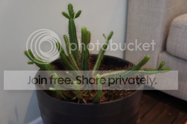 Drooping Cacti - BCSS - Forum