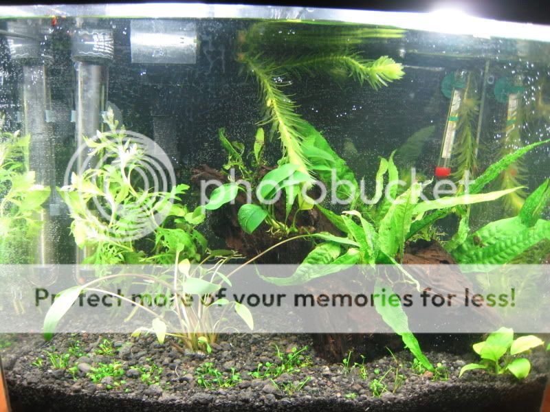 6 Gallon Beginner Walstad Type Natural Planted Tank (Updated 5/24 ...