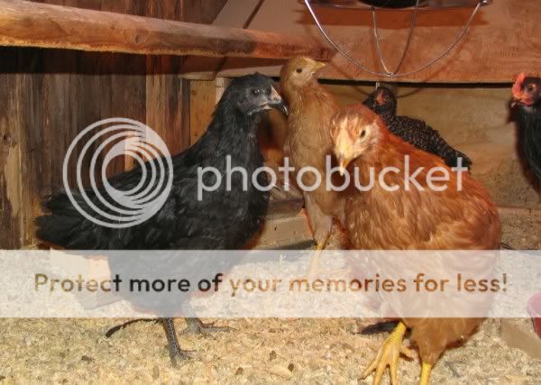 PICS of my 8 week old chicks. | BackYard Chickens - Learn How to Raise ...