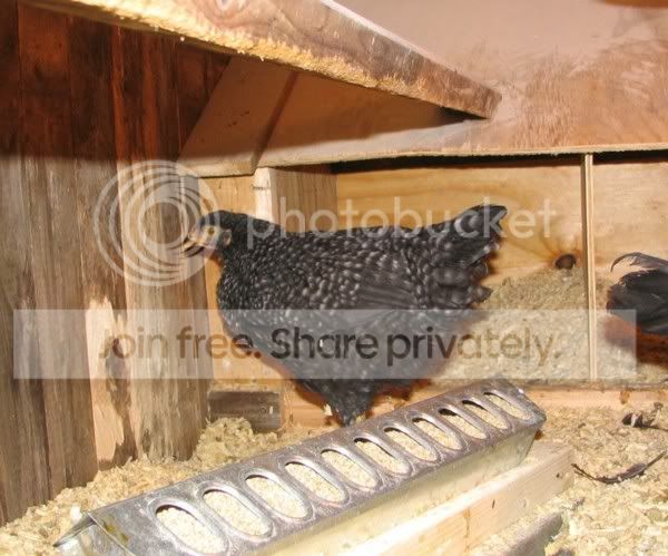 PICS of my 8 week old chicks. | BackYard Chickens - Learn How to Raise ...