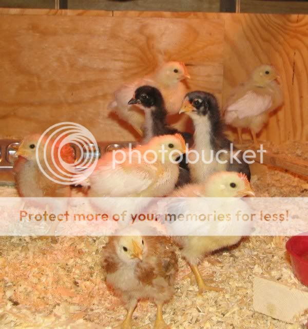 PICS of my 2 week old chicks. | BackYard Chickens - Learn How to Raise ...