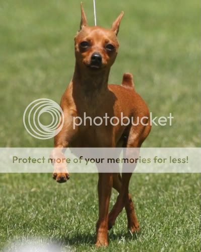 Real Show Dogs - Could Loki be a pure bred Miniature Pinscher or Rat ...