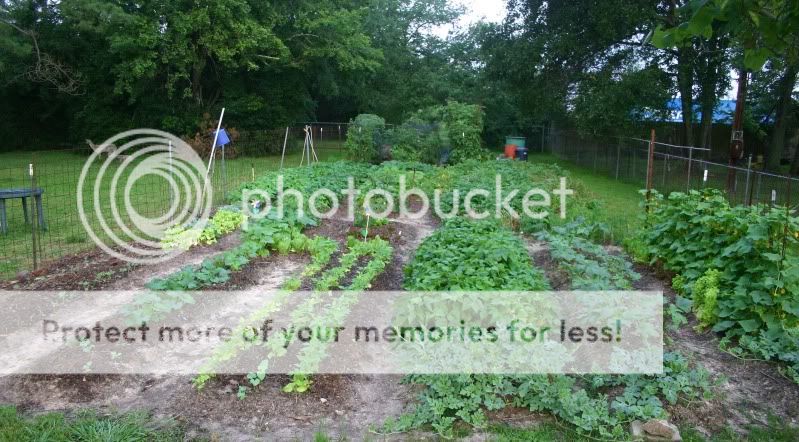 Benefits of early planting