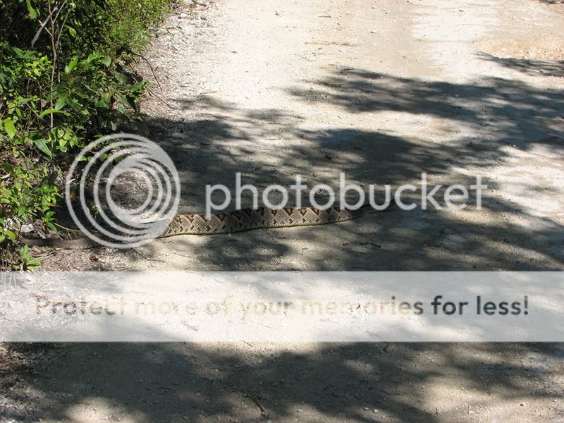 Snakes in Cancun? - Cancun Message Board - Tripadvisor