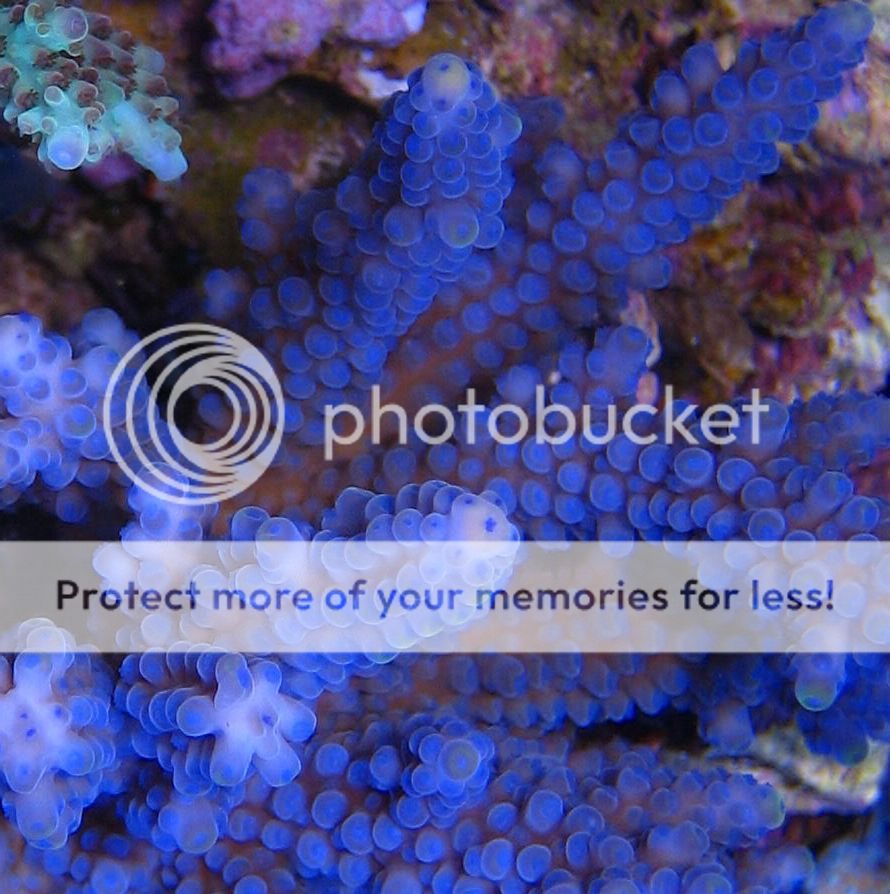 blue/green acropora austera - Reef Central Online Community